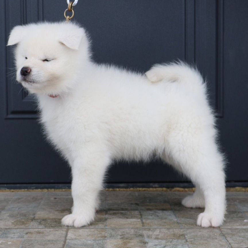 Акита-ину, щенок