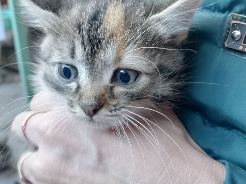 Котята бесплатно