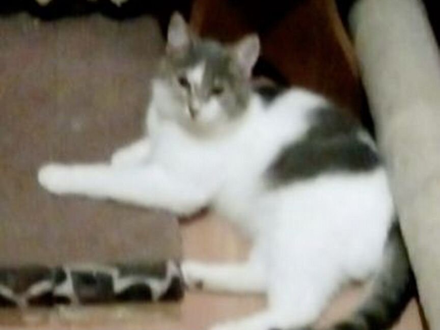 Кошка