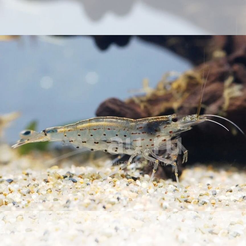 Аквариумные креветки амано и вишни