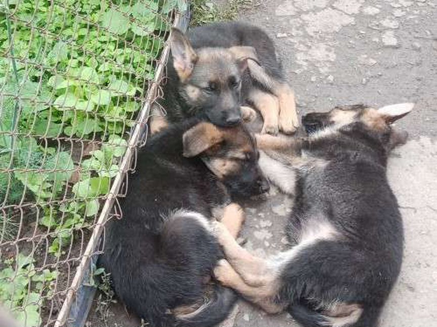 Немецкие овчарята