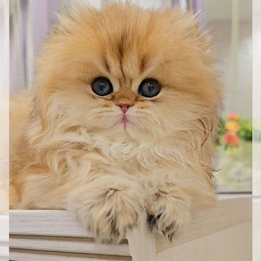 Котята " золотая шиншилла"
