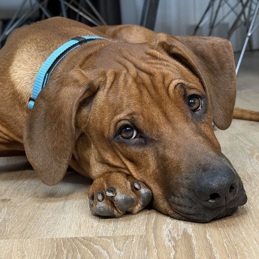 Родезийский риджбек, щенок