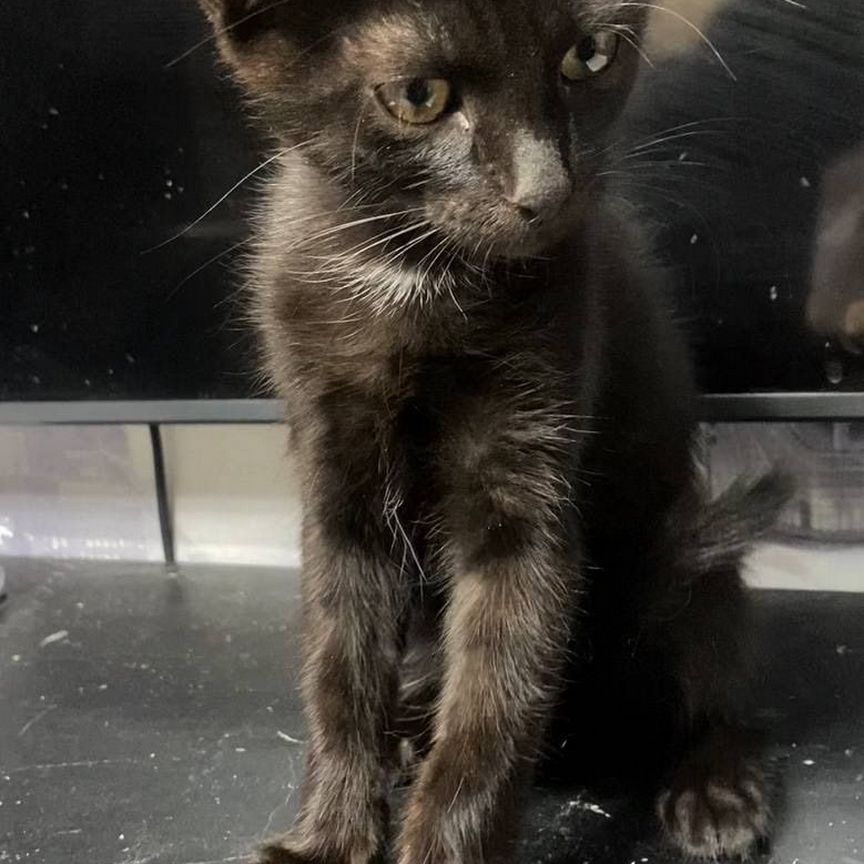 Котята в добрые руки мальчики