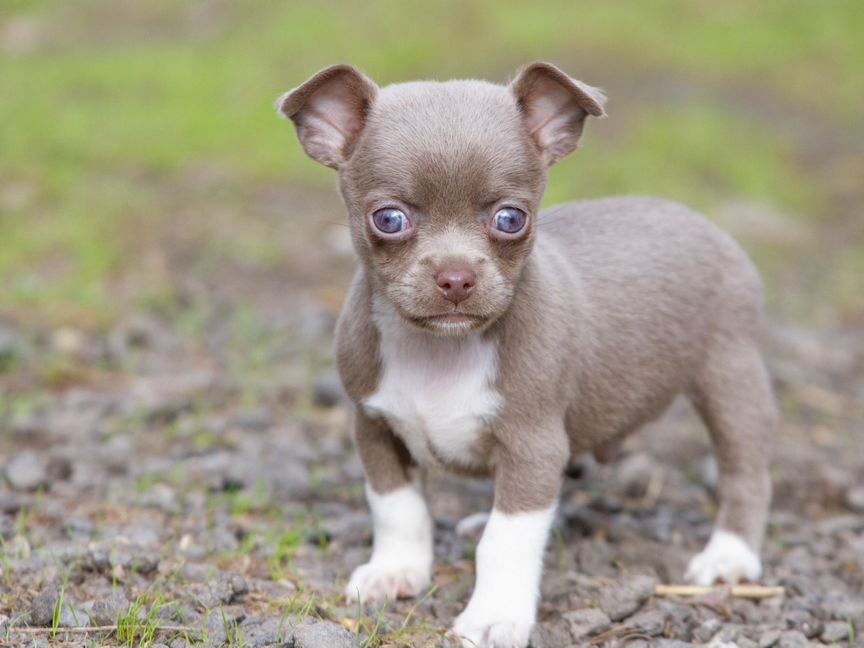 Щенки чихуахуа. Красивый лиловый мальчик