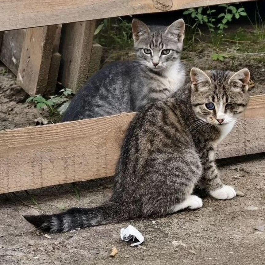 Котята в добрые руки бесплатно