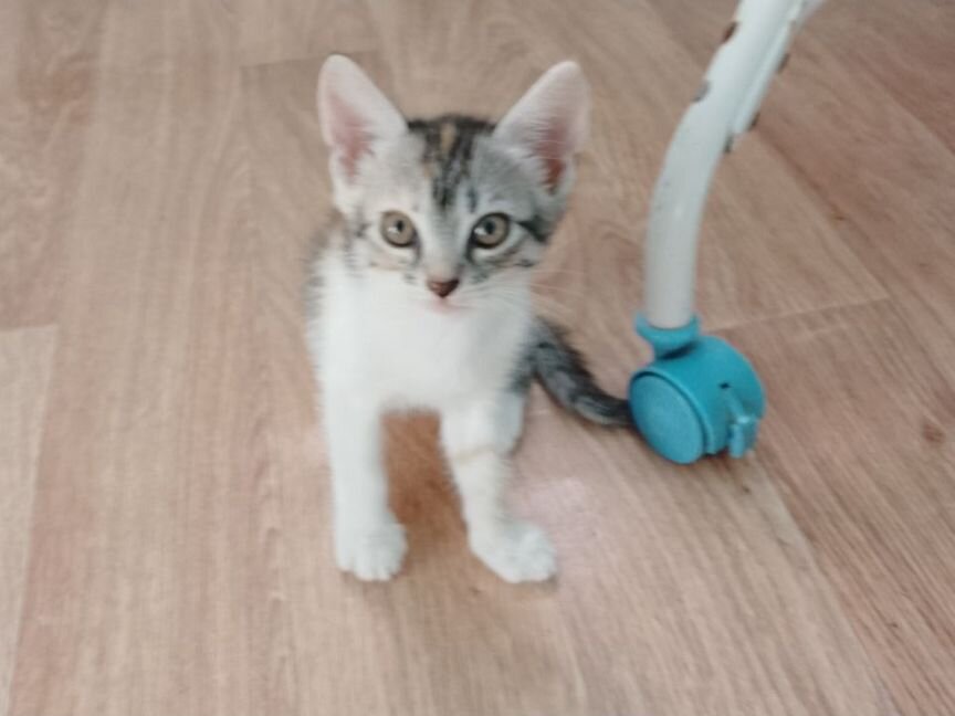 Котята - потомственные мышеловы в добрые руки