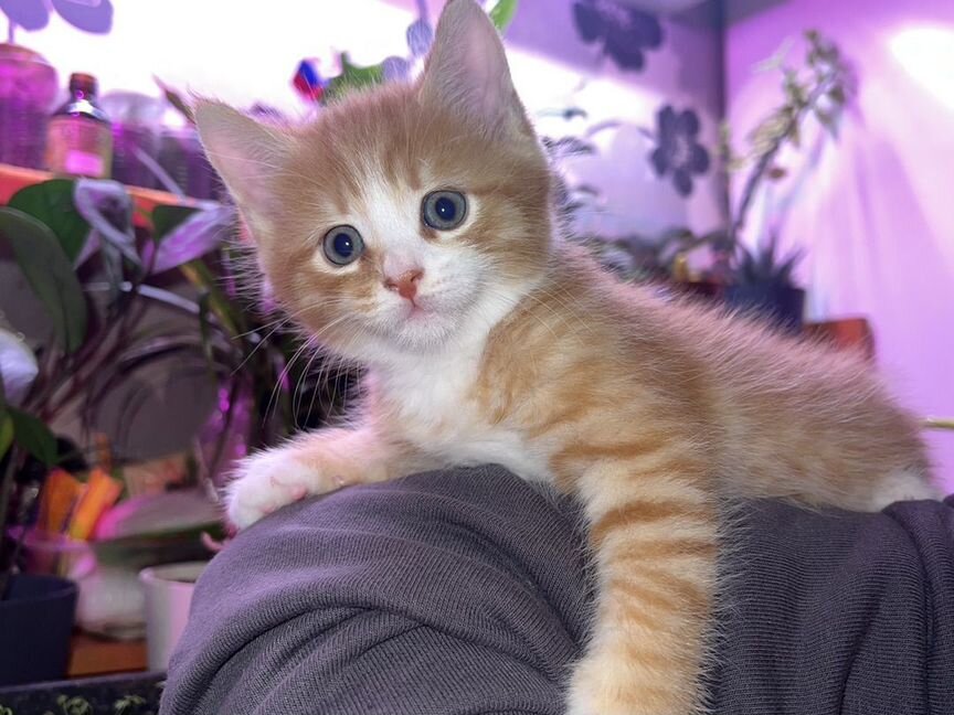 Рыжий котенок