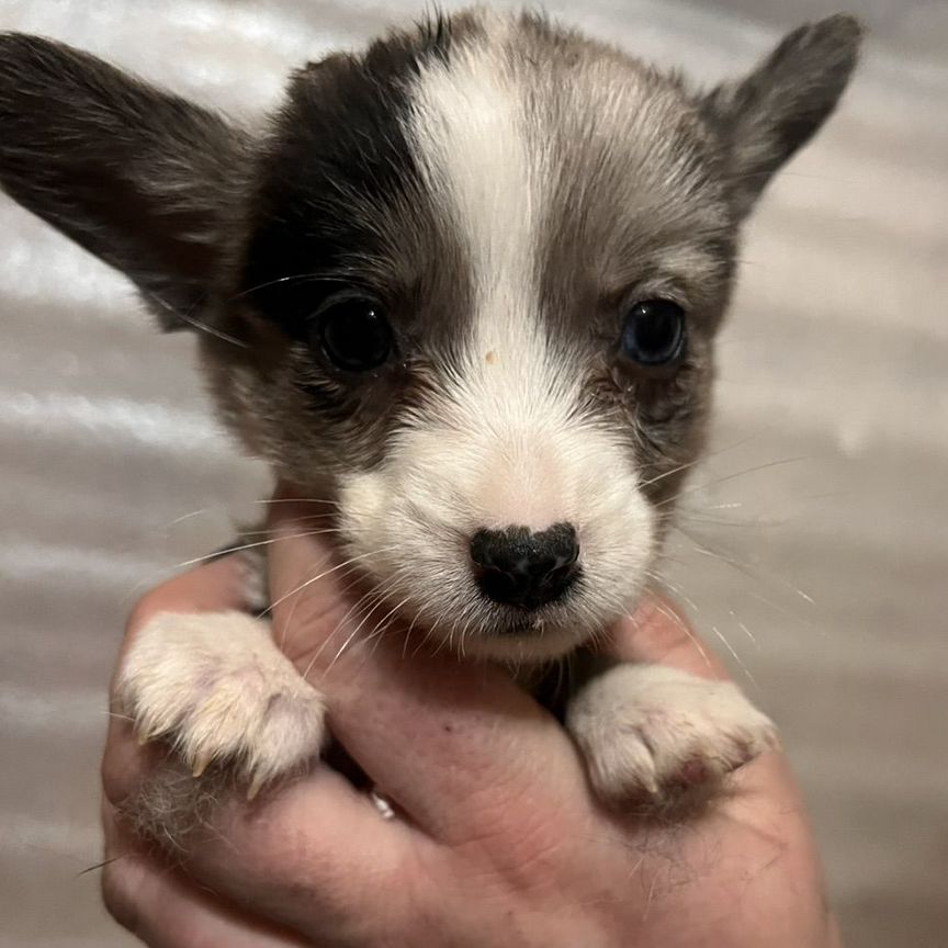 Вельш Корги Кардиган, щенок