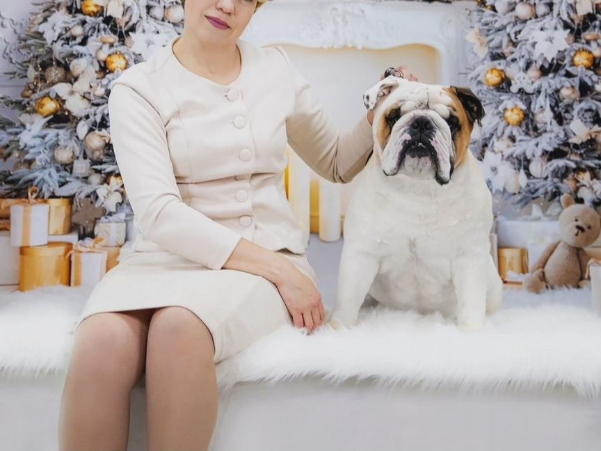 Вязка английский бульдог