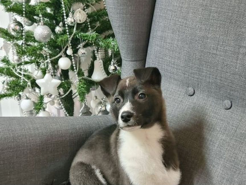 Щенок в добрые руки