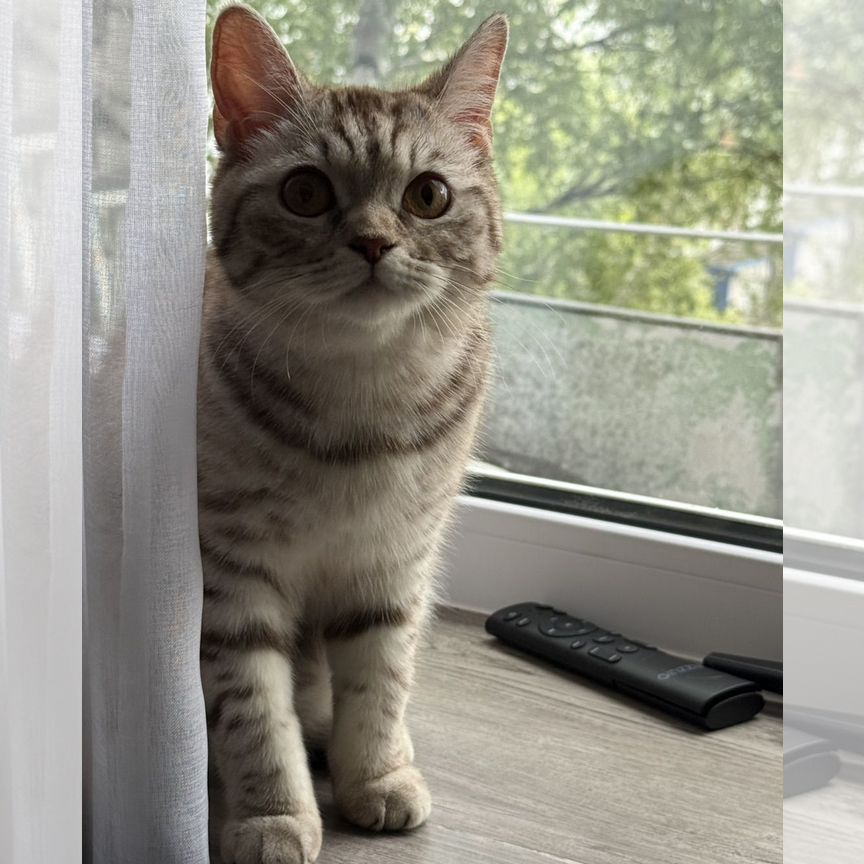 Шотландский вислоухий короткошёрстный котёнок