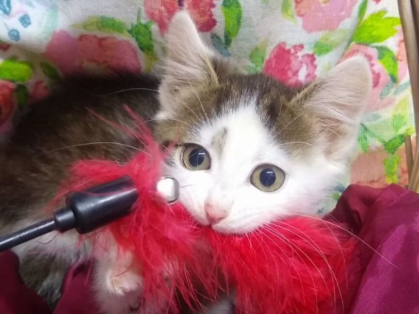 Кошки