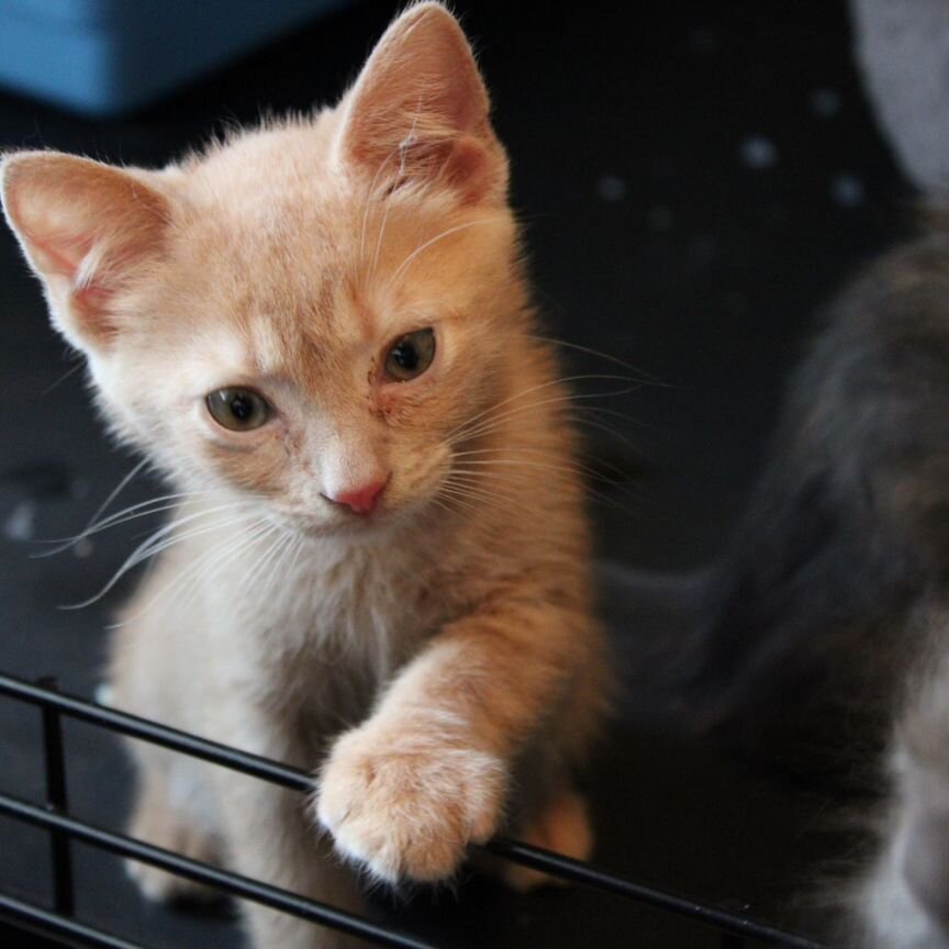 Котятам нужен дом