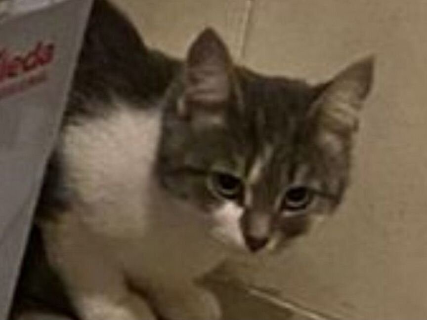 Кошка