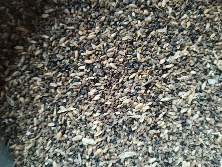 Пшеничный отсев