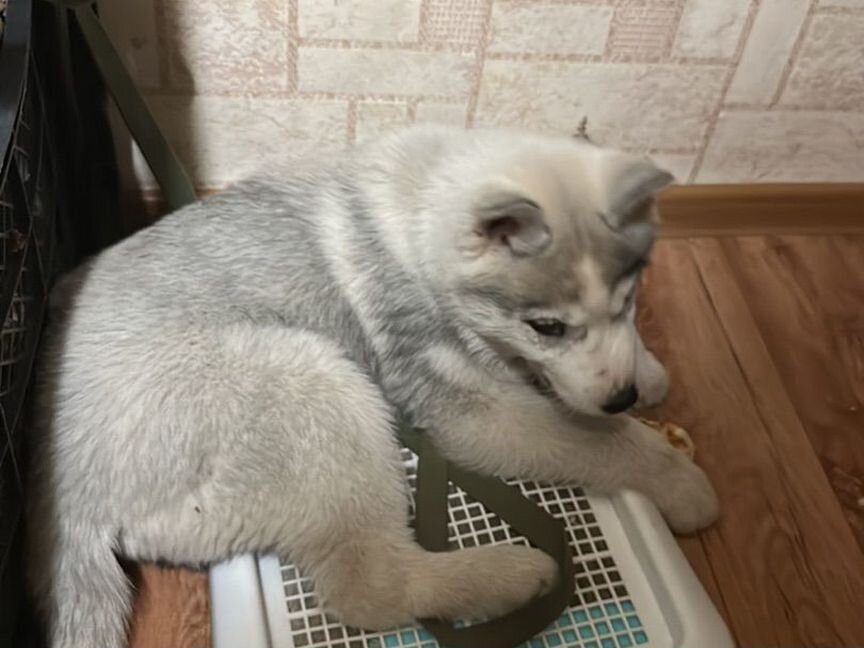 Щенок Хаска