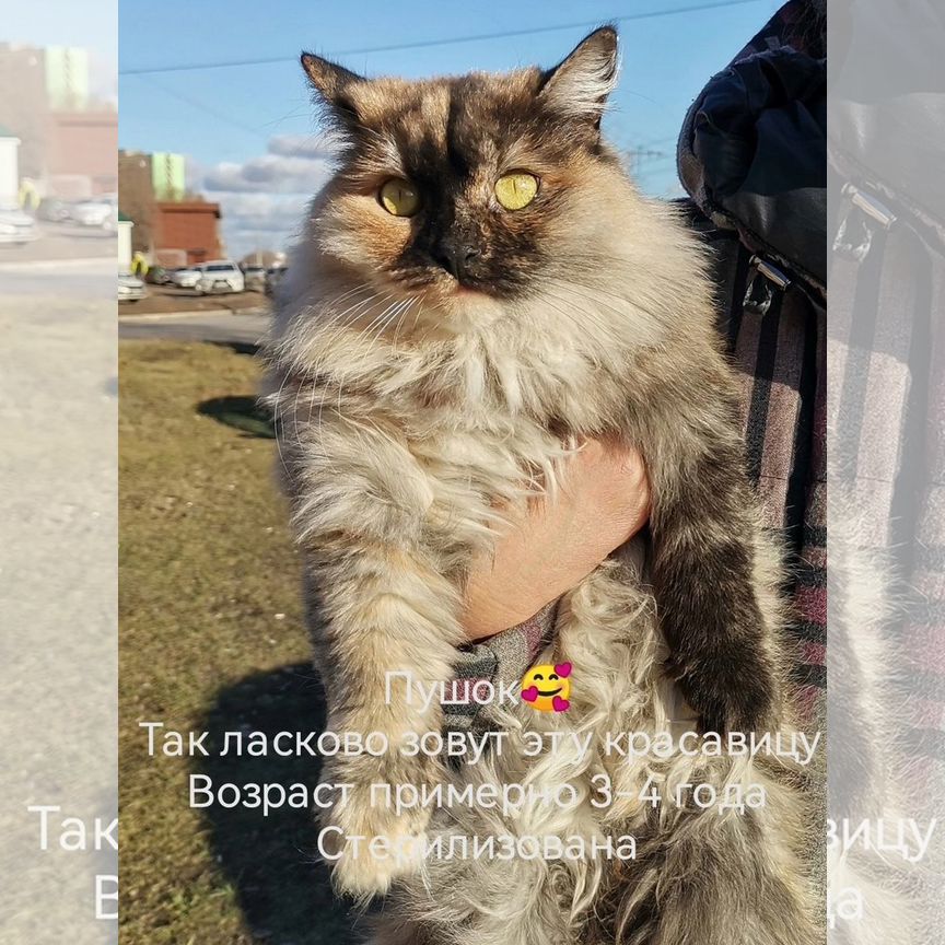 Кошечка