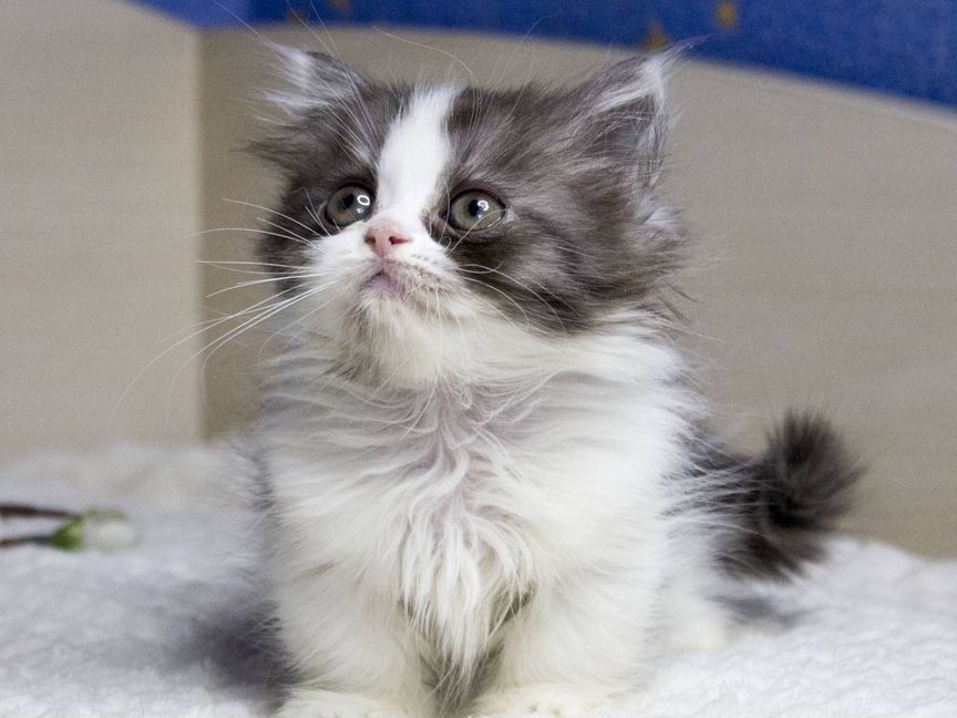 Котята манчкин
