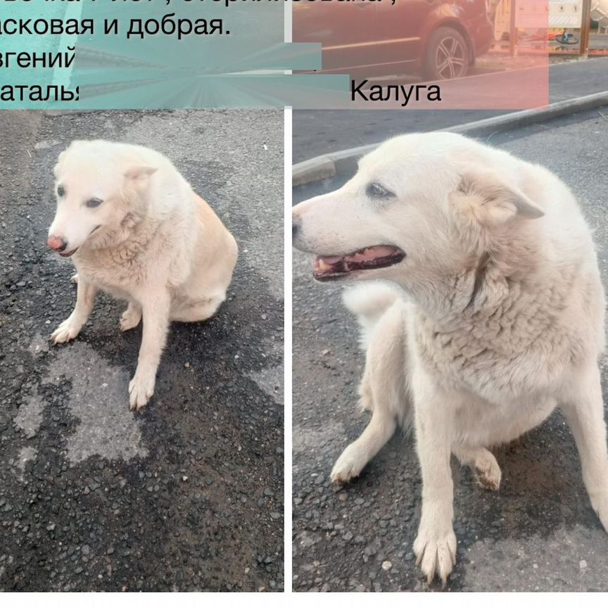 Собака в добрые руки