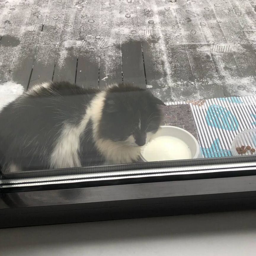 Котик выживает на улице