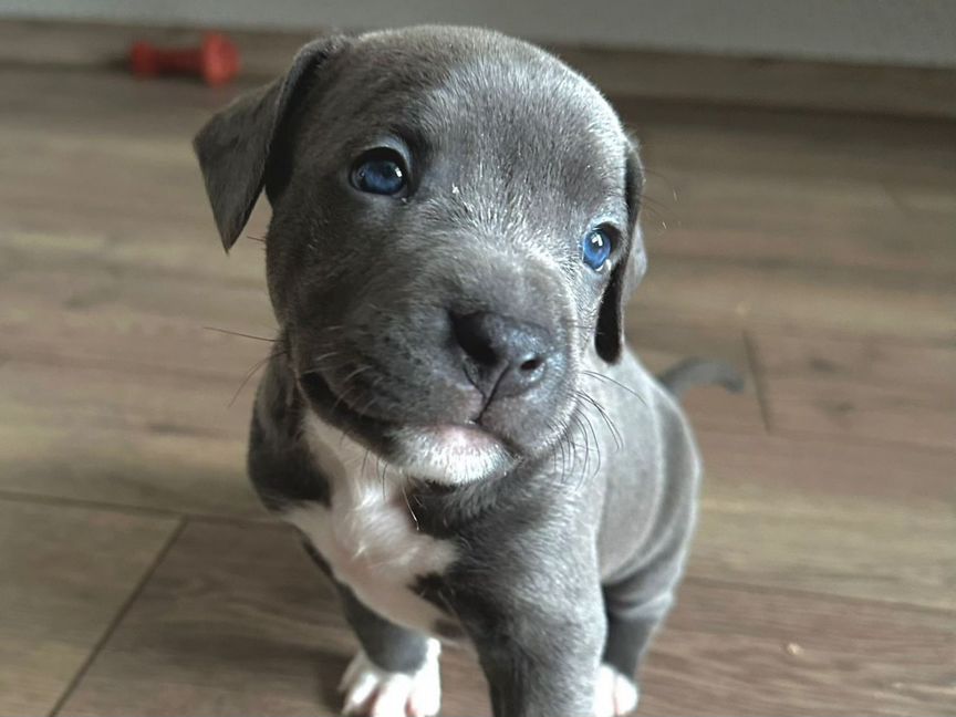 Щенки стаффорда