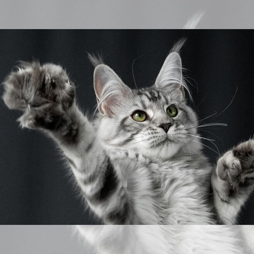 Мейн-кун котёнок