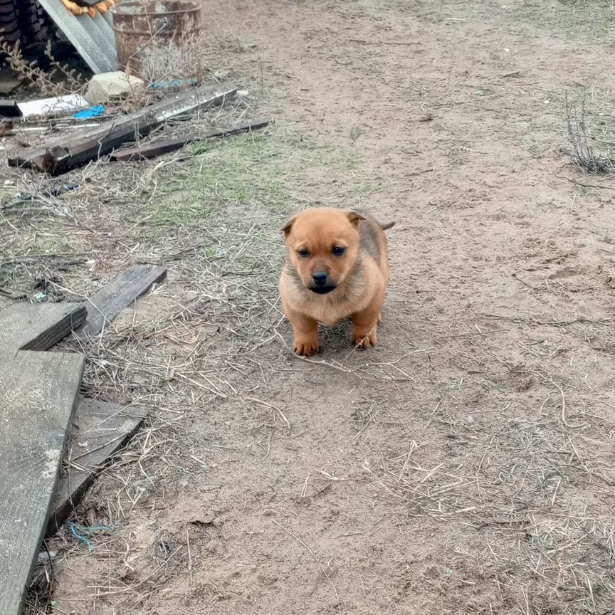 Щенки мальчики