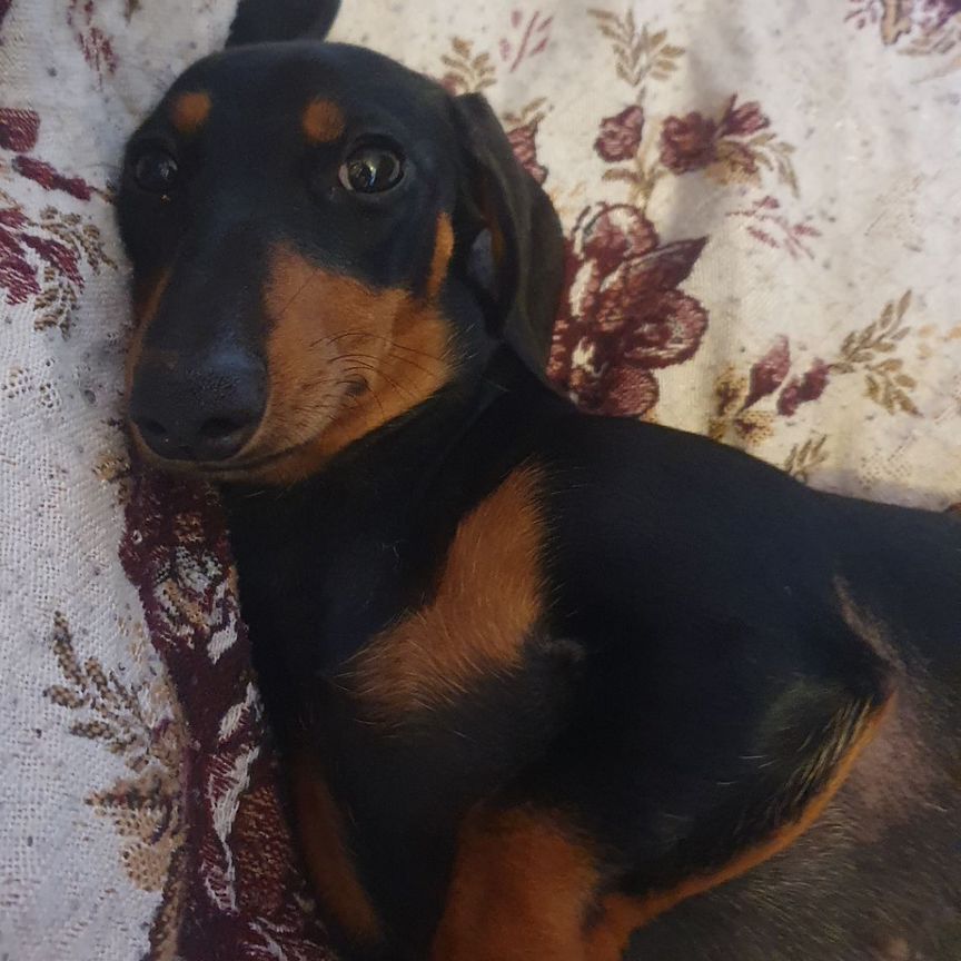 Мраморная кроличья такса