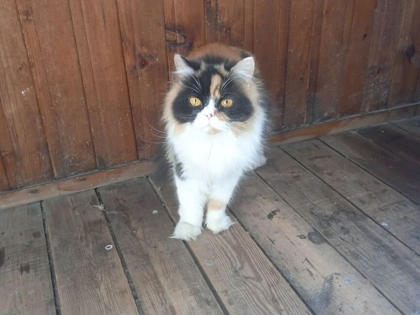 Шотландская кошка