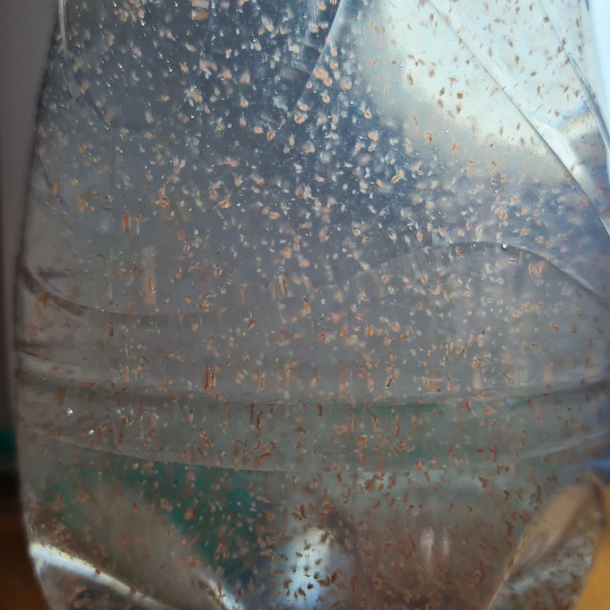 Живой корм дафния