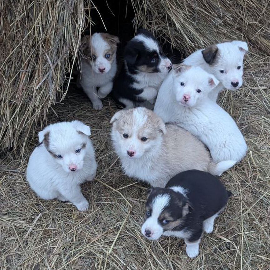 Щенок в добрые руки