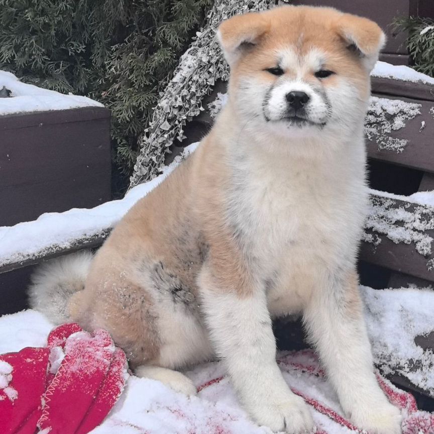 Акита-ину, щенок