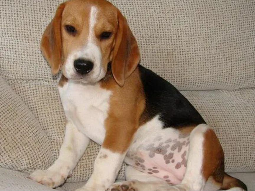 Бигль бесплатно