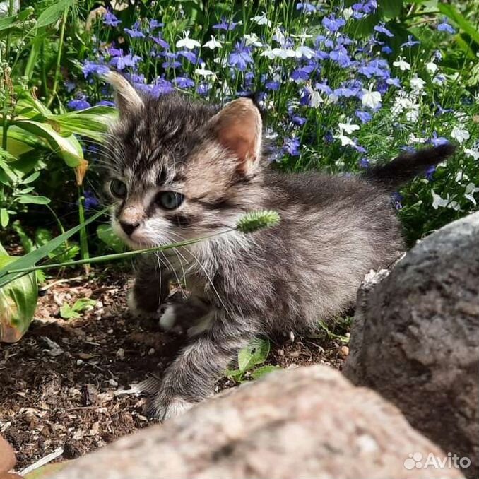 Пончик, маленький котенок в добрые руки