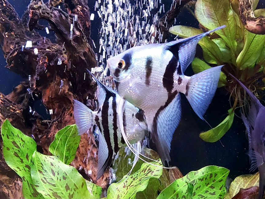 Скалярии Пиной, Анциструс вуаль, растения