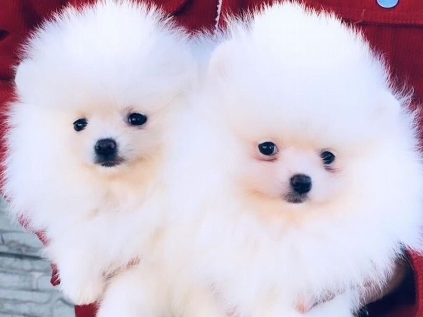 Малыши шпица