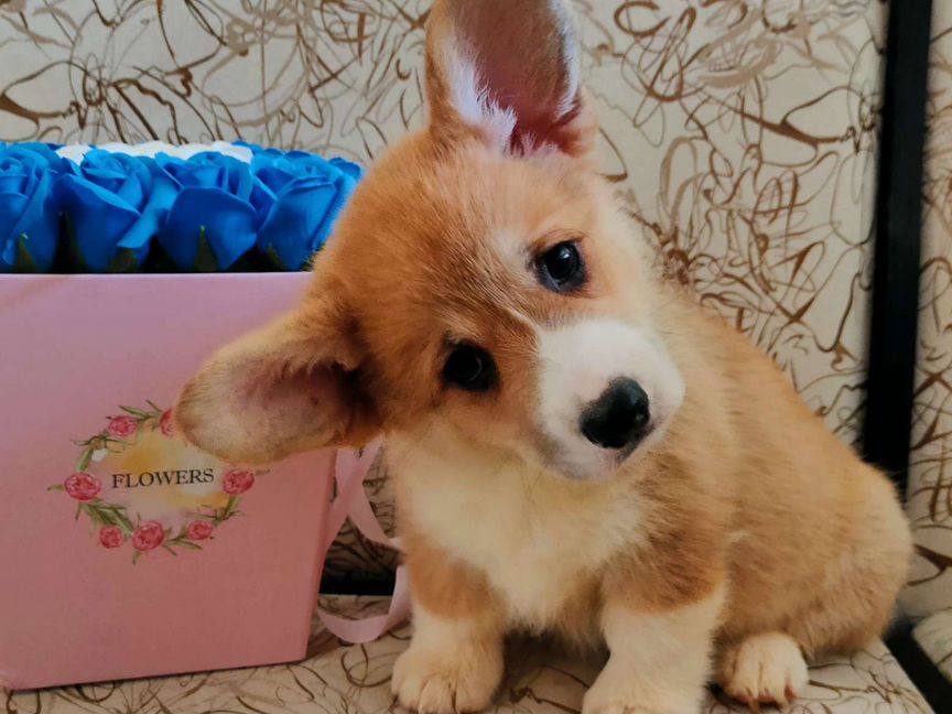 Шикарные девочки вельш корги пемброк