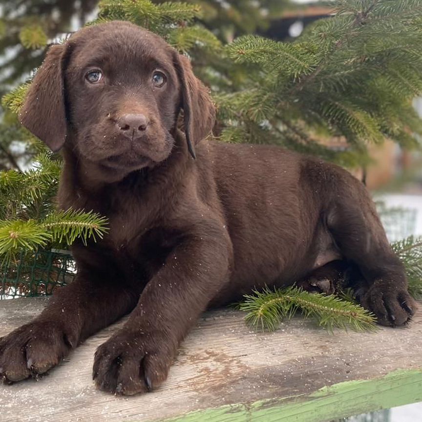 Щенки лабрадора РКФ