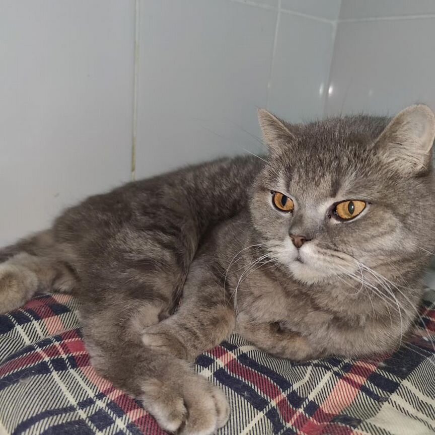 Ласкового котика чуть не замуровали в трубах