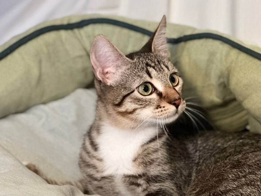 Котенок Филя бесплатно
