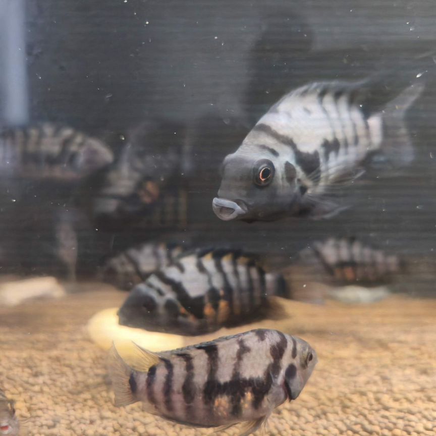 Цихлазома чернополосая