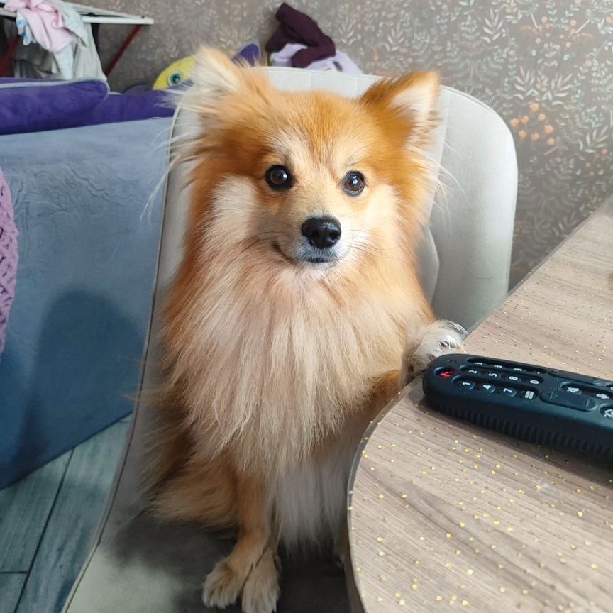 Немецкий шпиц вязка