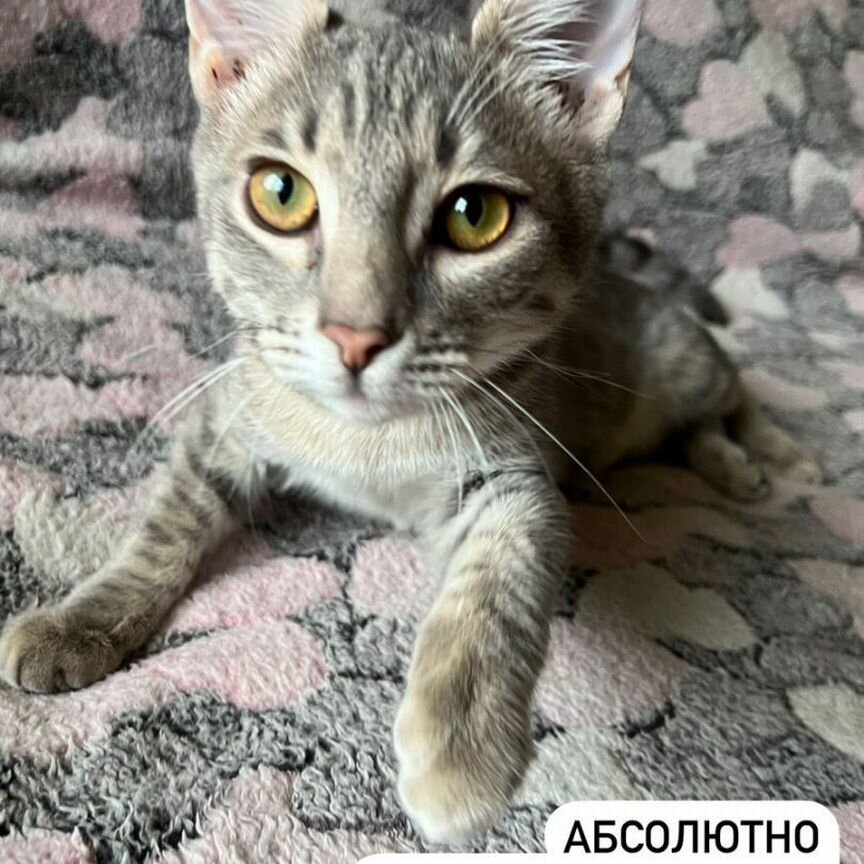 Кошечка котёнок Диана