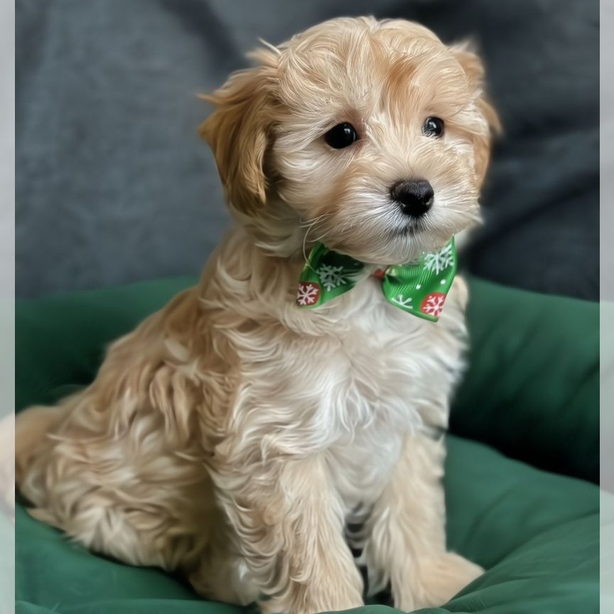 Мальтипу, щенок