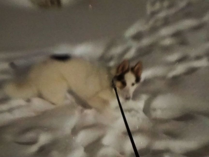 Хасик вязка