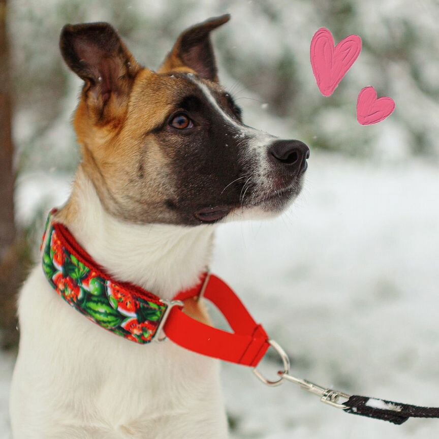 Щенок в добрые руки