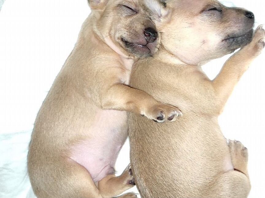 Той-терьер мини