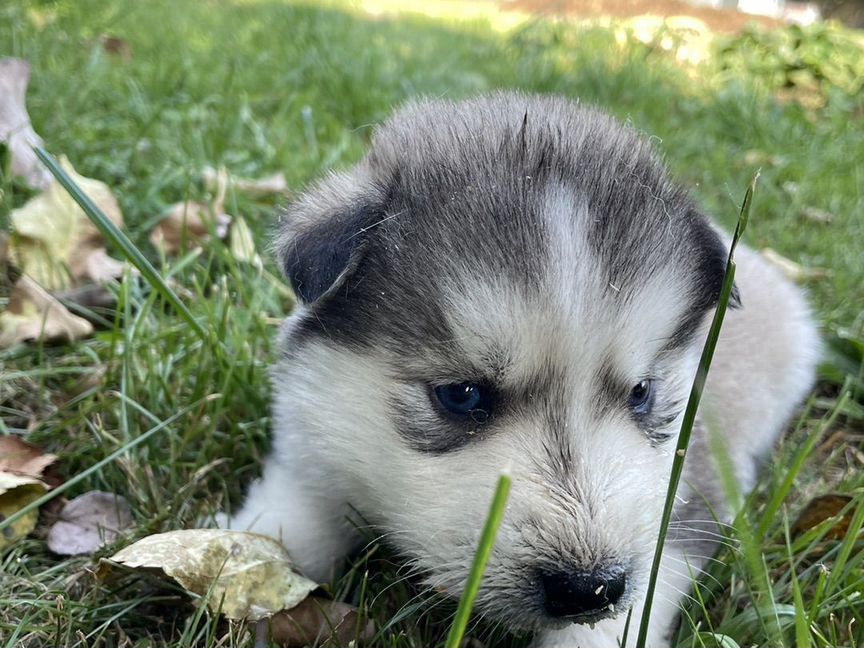 Щенки сибирской хаски