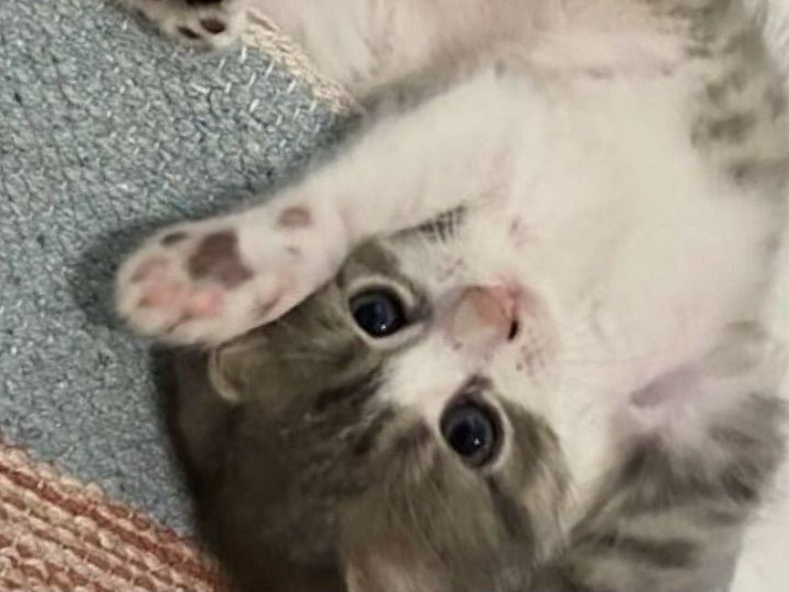 Вислоухие котята в хорошие руки